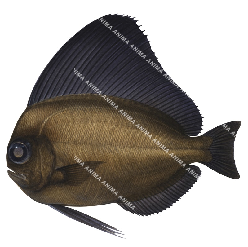 Manefish,Caristius macropus|High Res Realistic marine illustration
