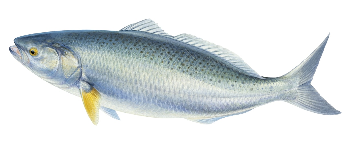 Western Australian Salmon,Arripis truttaceus|High Res Marine image