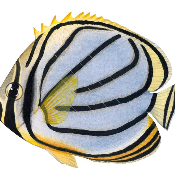 meyer's butterflyfish