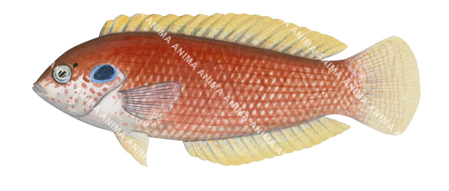 Kuiter's Wrasse,Macropharyngodon kuiteri | High Resolution fish ...