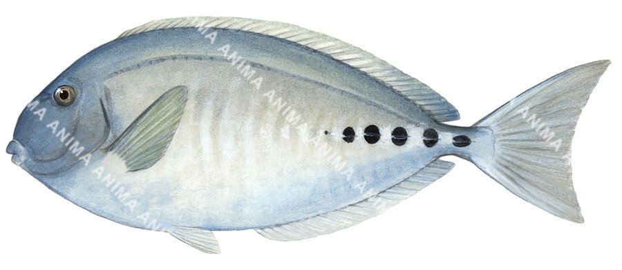 Australian Sawtail,Prionurus microlepidotus|Accurate illustration