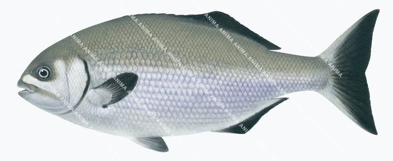 Silver Drummer-3,Kyphosus sydneyanus|High quality scientific ...