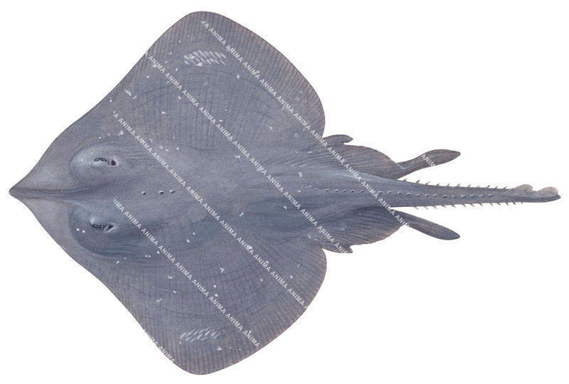 Melbourne Skate-2,Spiniraja whitleyi|Scientific fish illustration