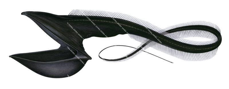 Pelican Eel,Eurypharynx pelecanoides, naturalist illustration