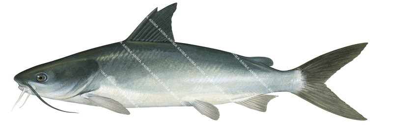 Giant Sea Catfish,Arius thalassinus, accurate Illustration