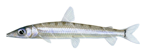 Silverside,Argentina australiae|High quality scientific illustration