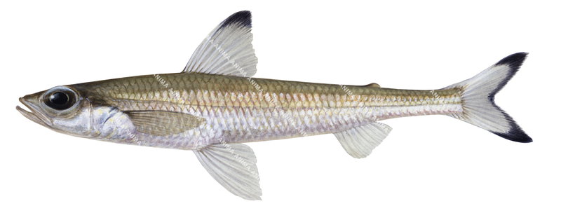 Blacktip Cucumberfish,Paraulopus nigripinnis,realistic accurate image