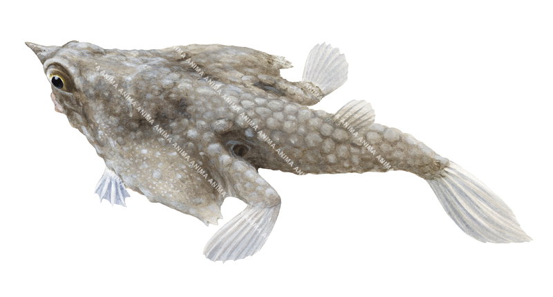 Longnose Seabat,Malthopsis lutea|High quality scientific illustration