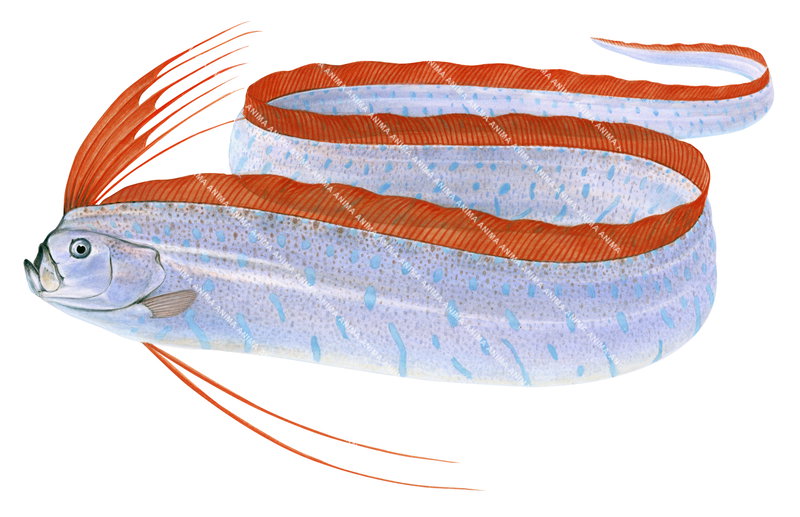 Oarfish,Regalecus glesne|High quality scientific illustration