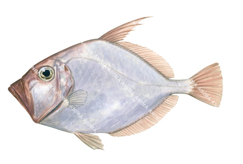 Silver Dory,Cyttus australis|Scientific illustration by R. Swainston